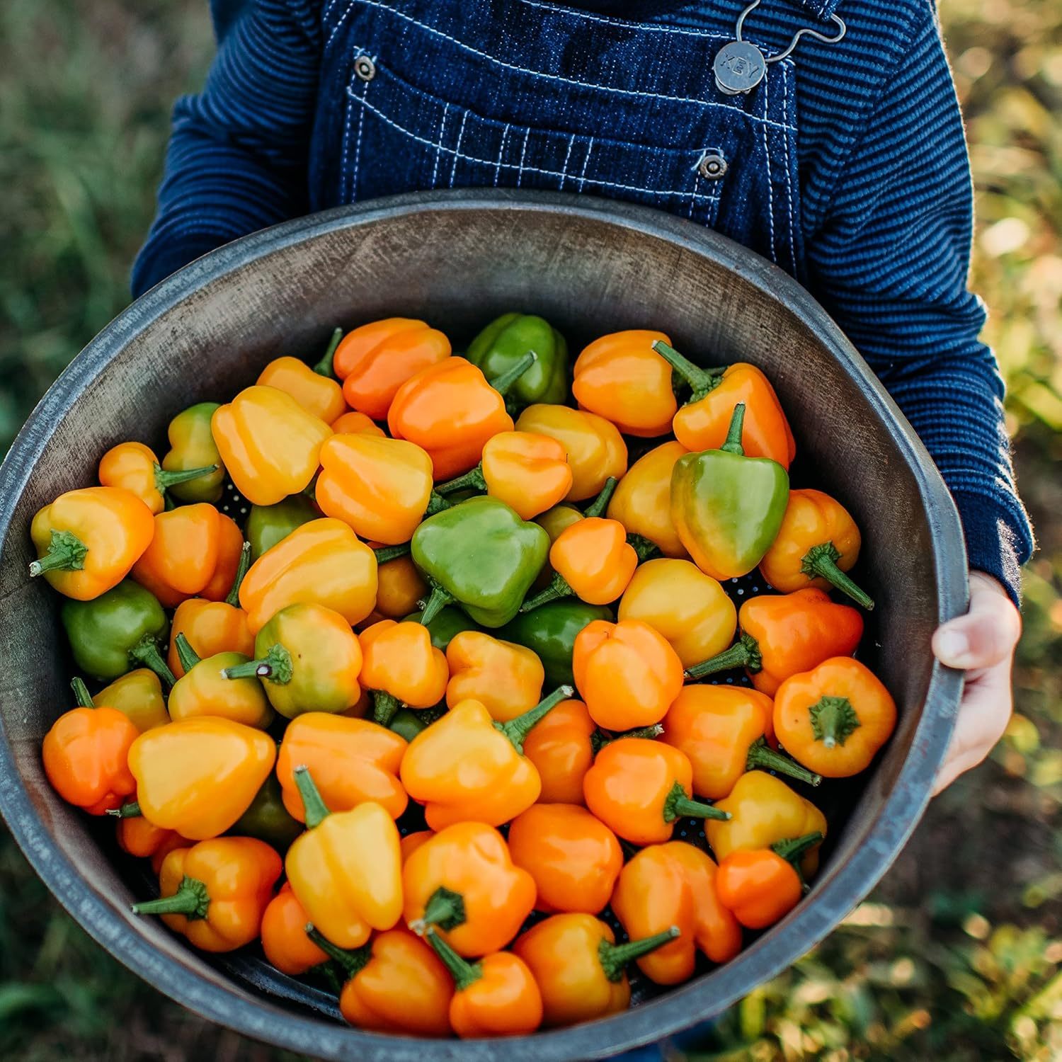 Orange Mini Bell Pepper - 25 Seeds - Heirloom Pepper Variety, USA-Grown ...