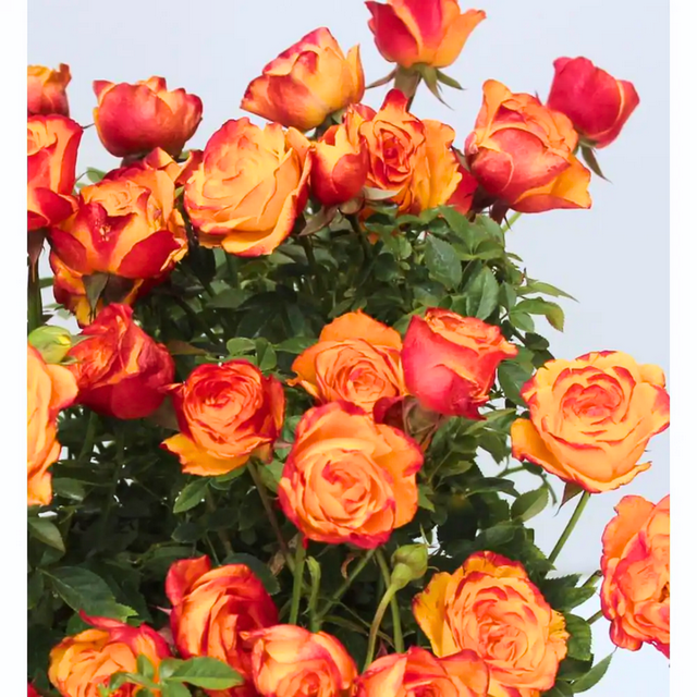Orange Mini Rose Plant Live, Miniature Rose Bush Live Plant, Rose ...