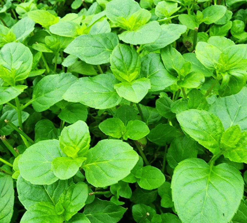 Orange Mint Plants Live Indoors Outdoors, Fresh Herb Mint Plant, Herb ...