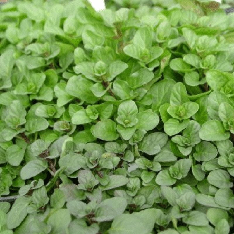 Clovers Garden