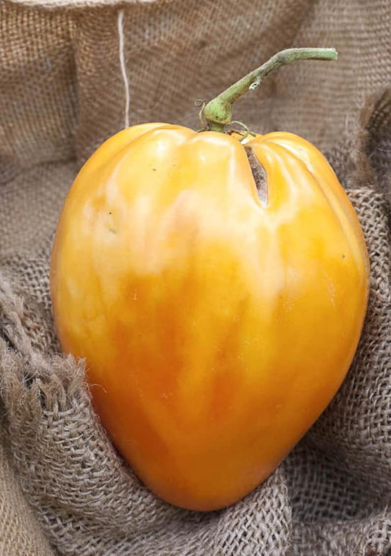 Sherwood's Seeds, Orange Oxheart Heirloom Tomato Sweet Rare Seeds ...