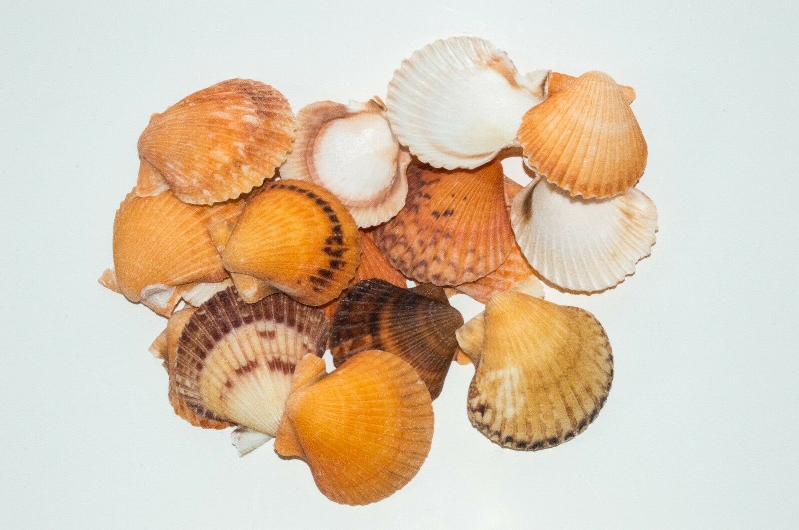 Orange Pecten Sea Shell Beach Craft Scallop 2" - 3" (16 pcs ) #JC-31 - Walmart.com