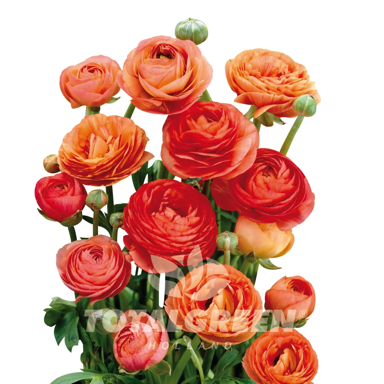 Orange Peony Ranunculus Bulb Kit - Walmart.com