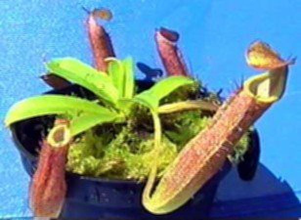 Orange Pitcher Plant - Nepenthes - Carnivorous - 3" Clay Pot - Walmart.com