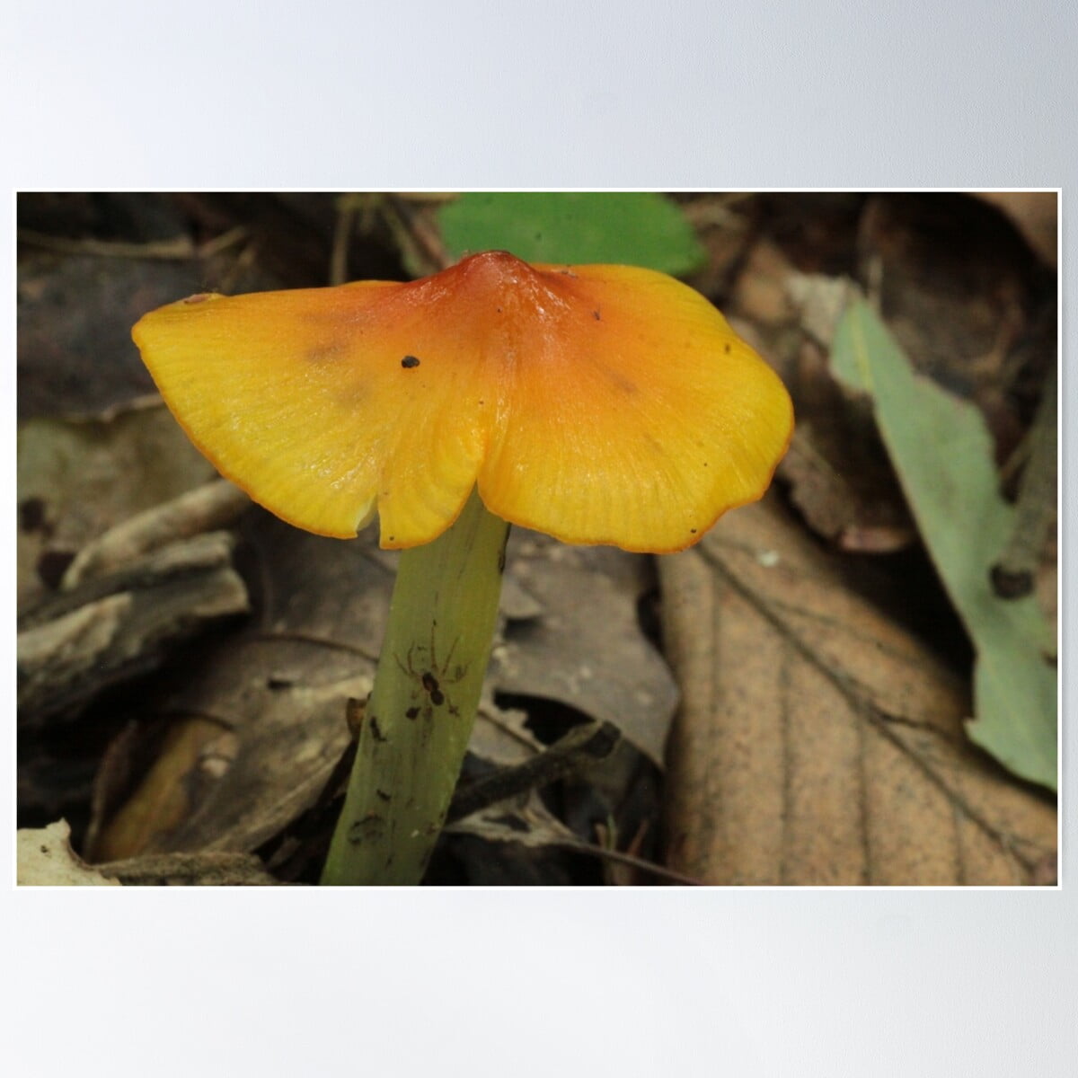 Orange Pointy Cap Mushroom With Spider Poster Wall Art, Modern Wall ...