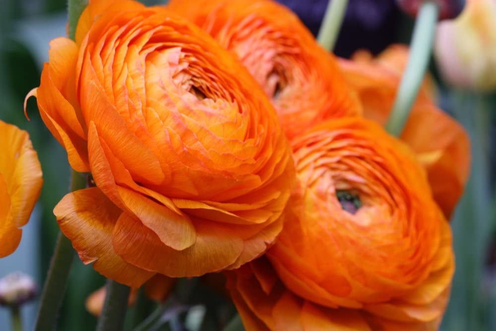 Peony Orange Ranunculus Bulbs for Planting - Ideal for Borders, Mass ...