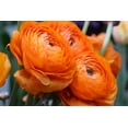 Peony Orange Ranunculus Bulbs for Planting - Ideal for Borders, Mass ...