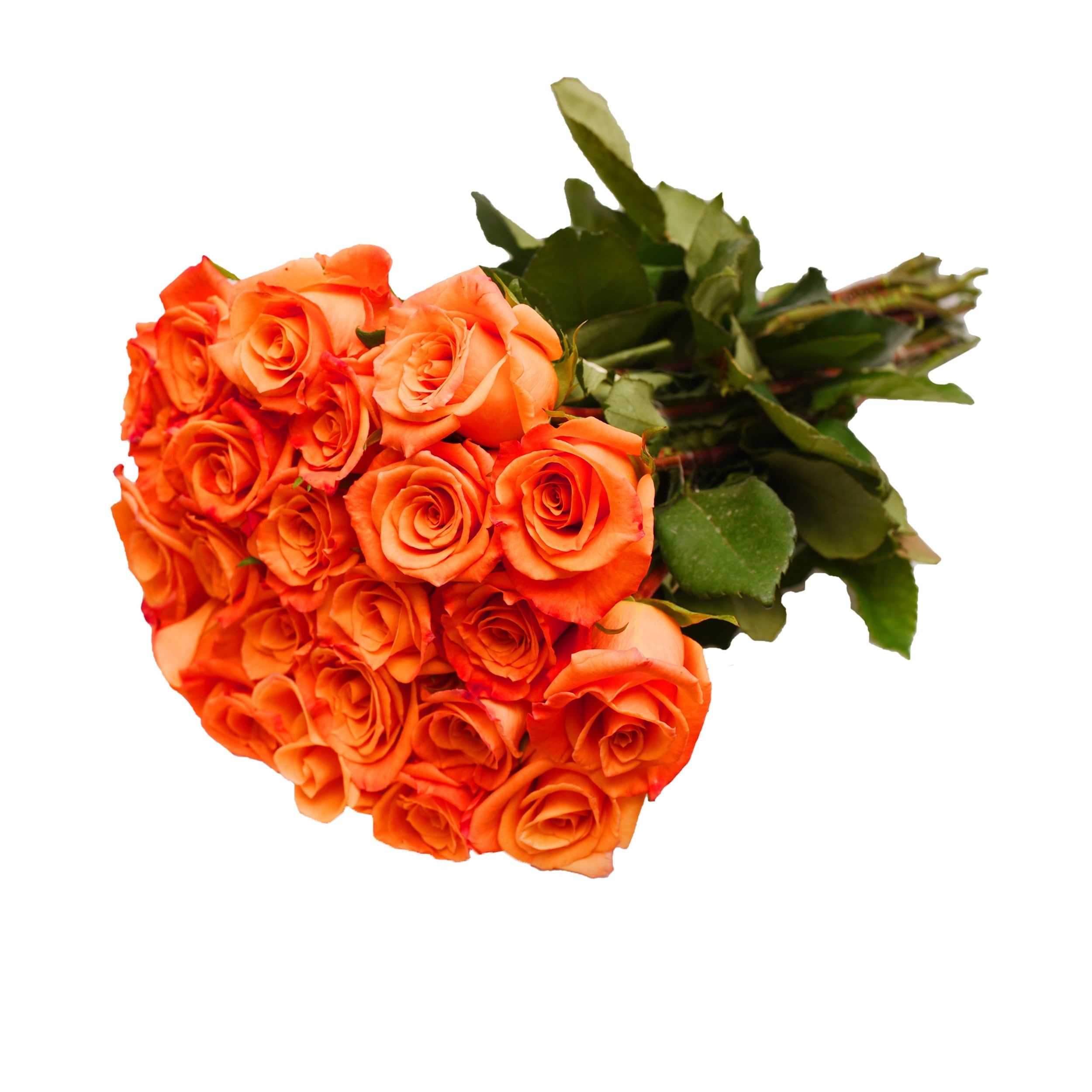 Orange Roses Gift - Farm Direct Fresh Cut Flowers - 24 Stems - Walmart.com