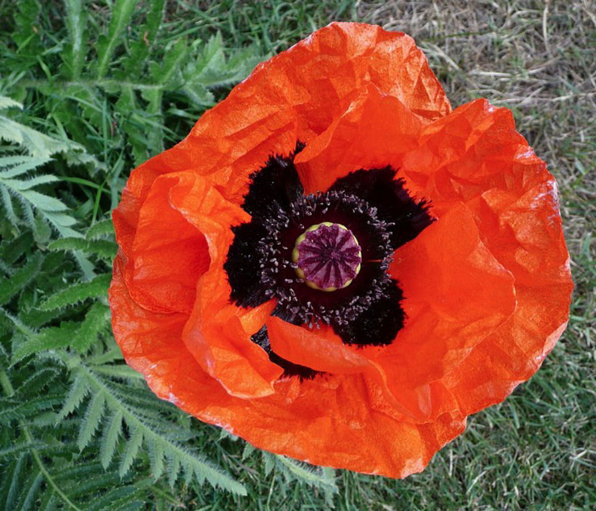 Orange Scarlet Oriental Poppy - Papaver - 4" Pot - Walmart.com