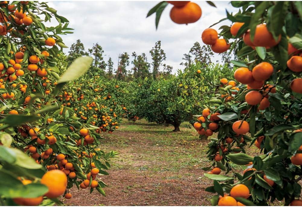 Orange Trees Backdrop for Photo Shoot Autumn Harvest Tangerine Orchard Photography Background ...