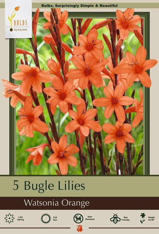 Orange Watsonia 5 Bulbs 8/10 cm - Bulbil Bugle-Lily - Cape Bugle Lily ...