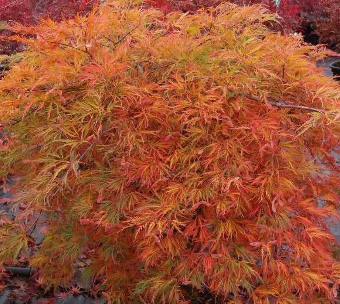 Weeping Laceleaf Japanese Maple