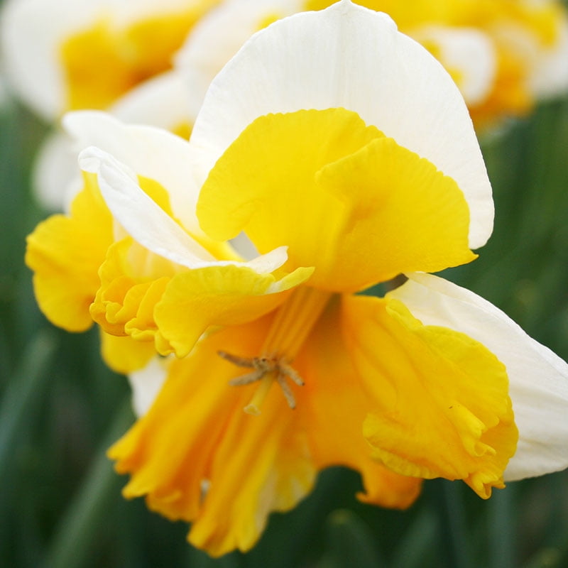 Orangery Butterfly Daffodil Flower Bulbs - 5 Bulbs per Pack - Deer ...