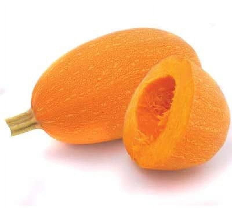 Orangetti Squash Seeds for Planting (10 Seeds) - Exotic and Hard to ...