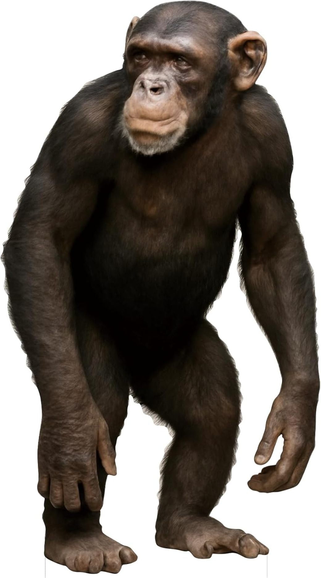 Orangutan 5FT Life Size Cardboard Cutout, Safari Theme Decoration ...