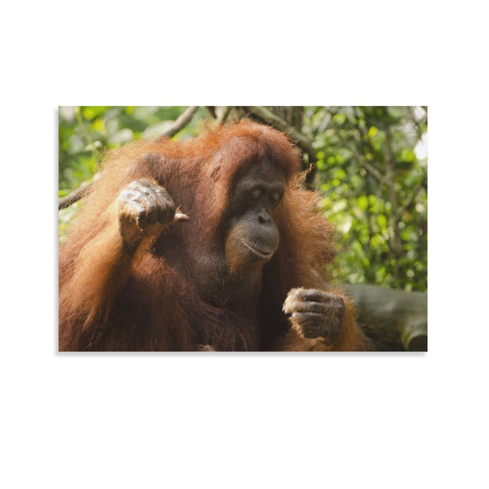 Orangutan Ape Singapore Zoo Wild Poster Decorative Painting Canvas Wall ...