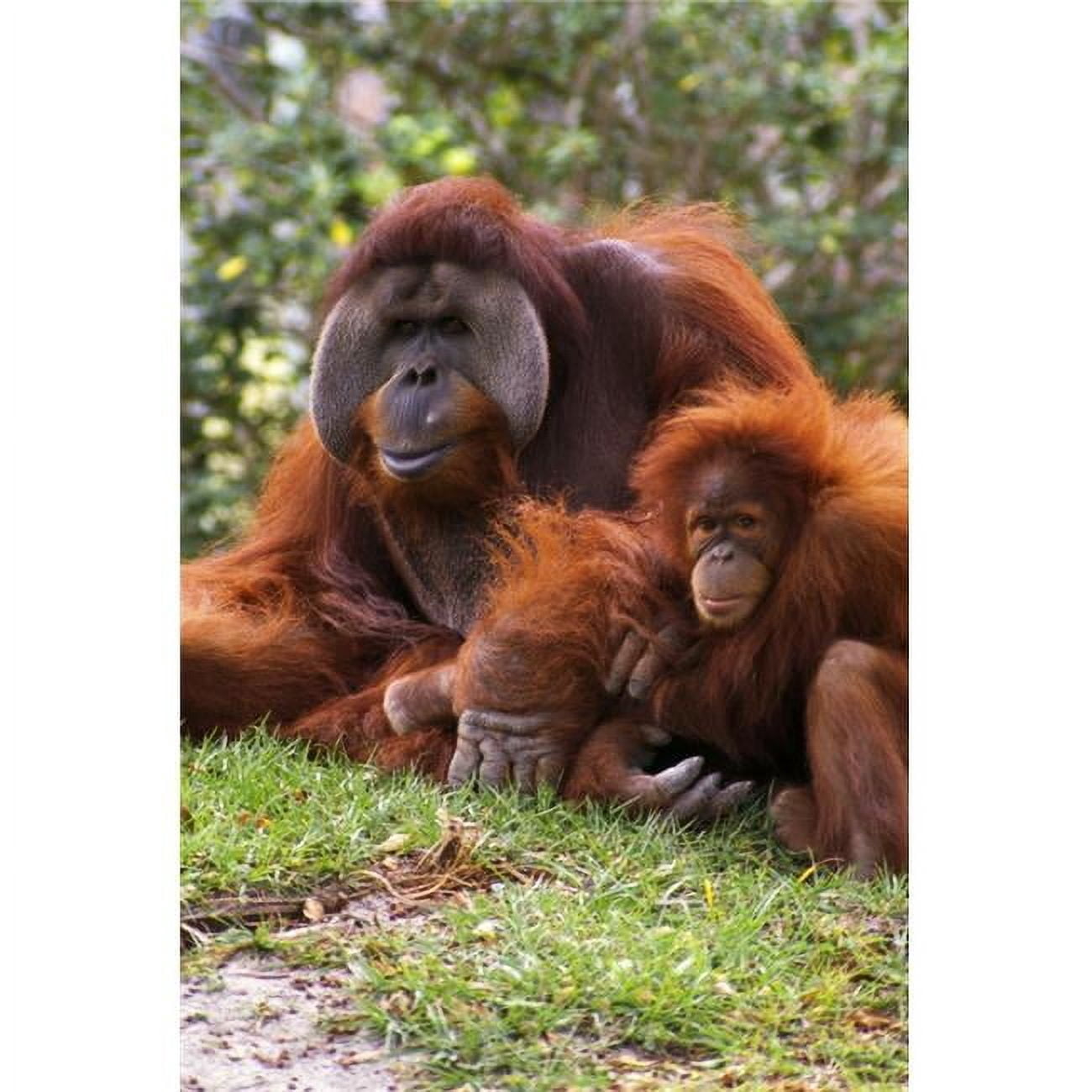 Orangutan Mother And Baby Poster Print - Walmart.com