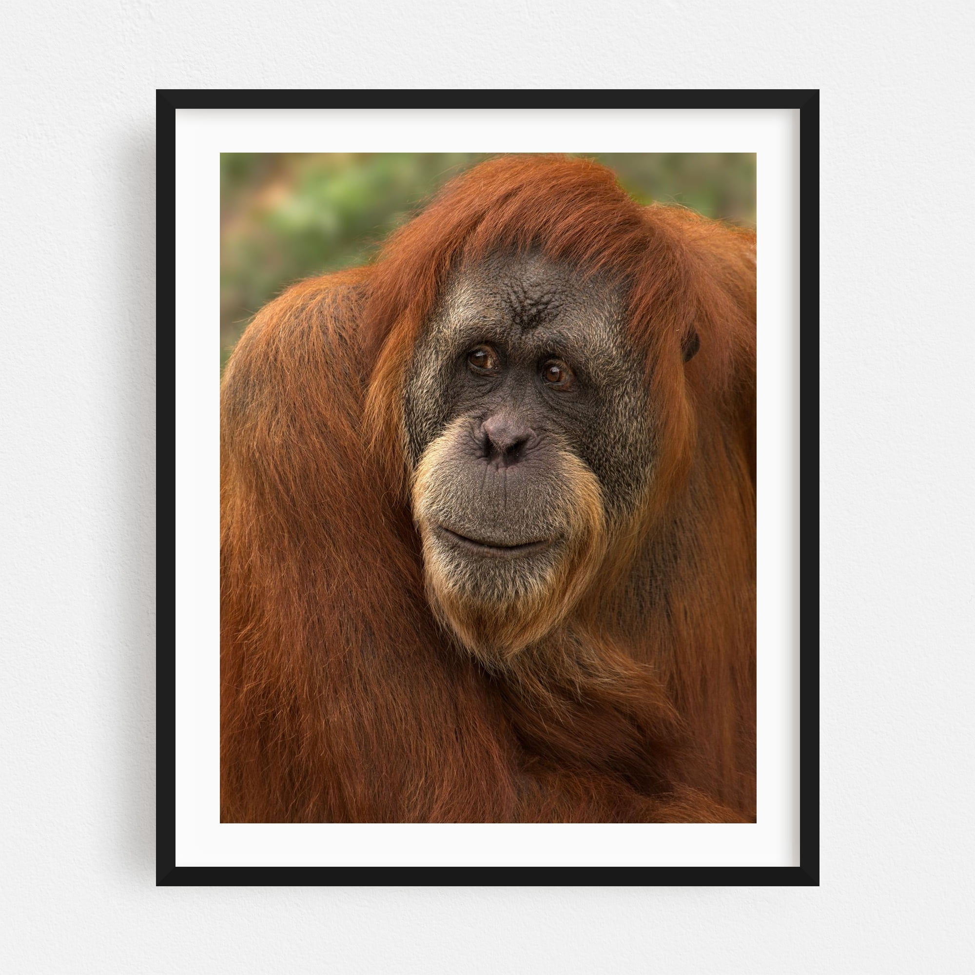 Orangutan - Photography Wildlife Animal Nature Portrait Jungle Woods ...