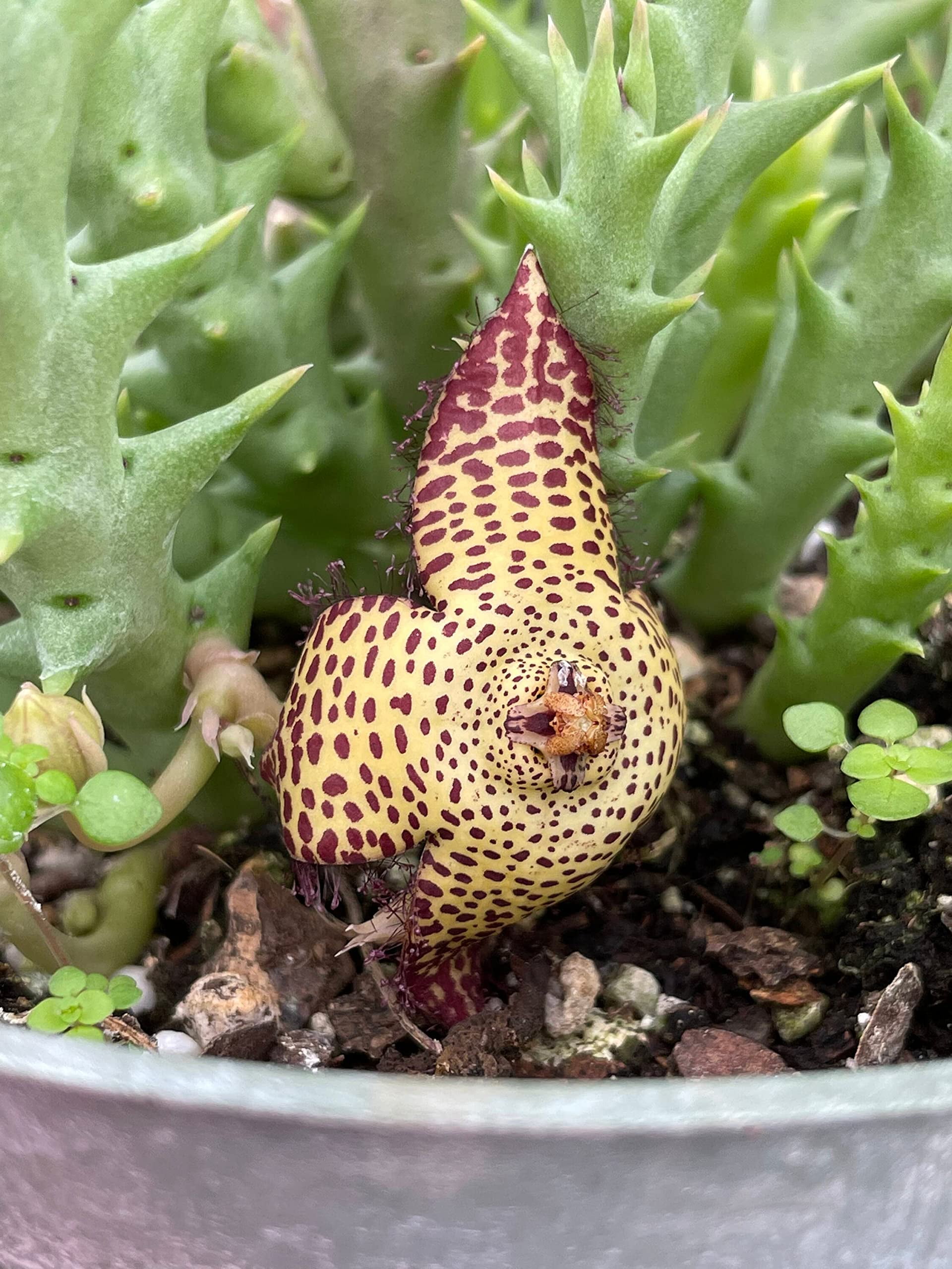Orbea variegata, Carrion Cactus, Starfish Flower, Starfish Stapelia ...