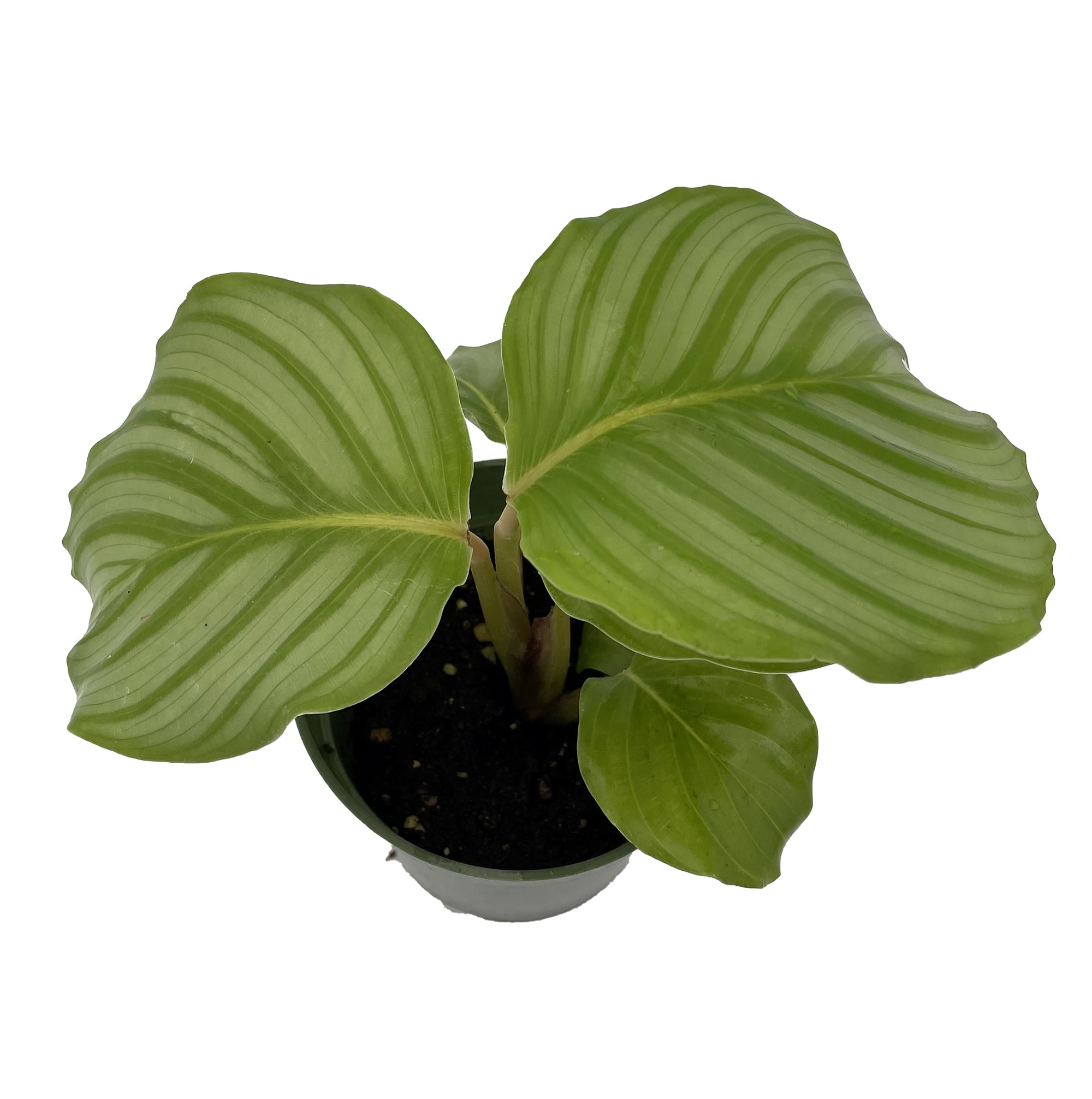 Orbit Peacock Plant - Calathea orbifolia - Easy House Plant - 4" Pot ...