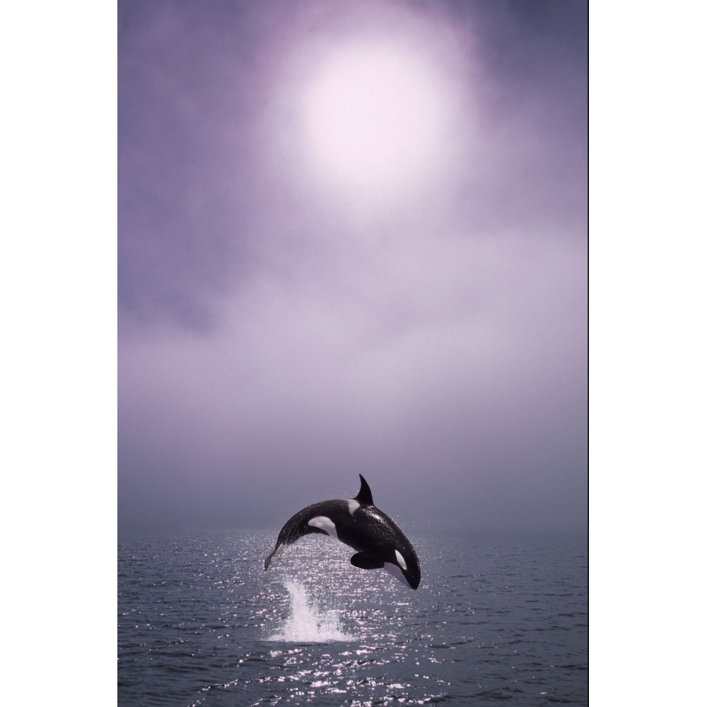 Orca Breaching In Fog Composite Alaska Southeast Poster Print - Walmart.com