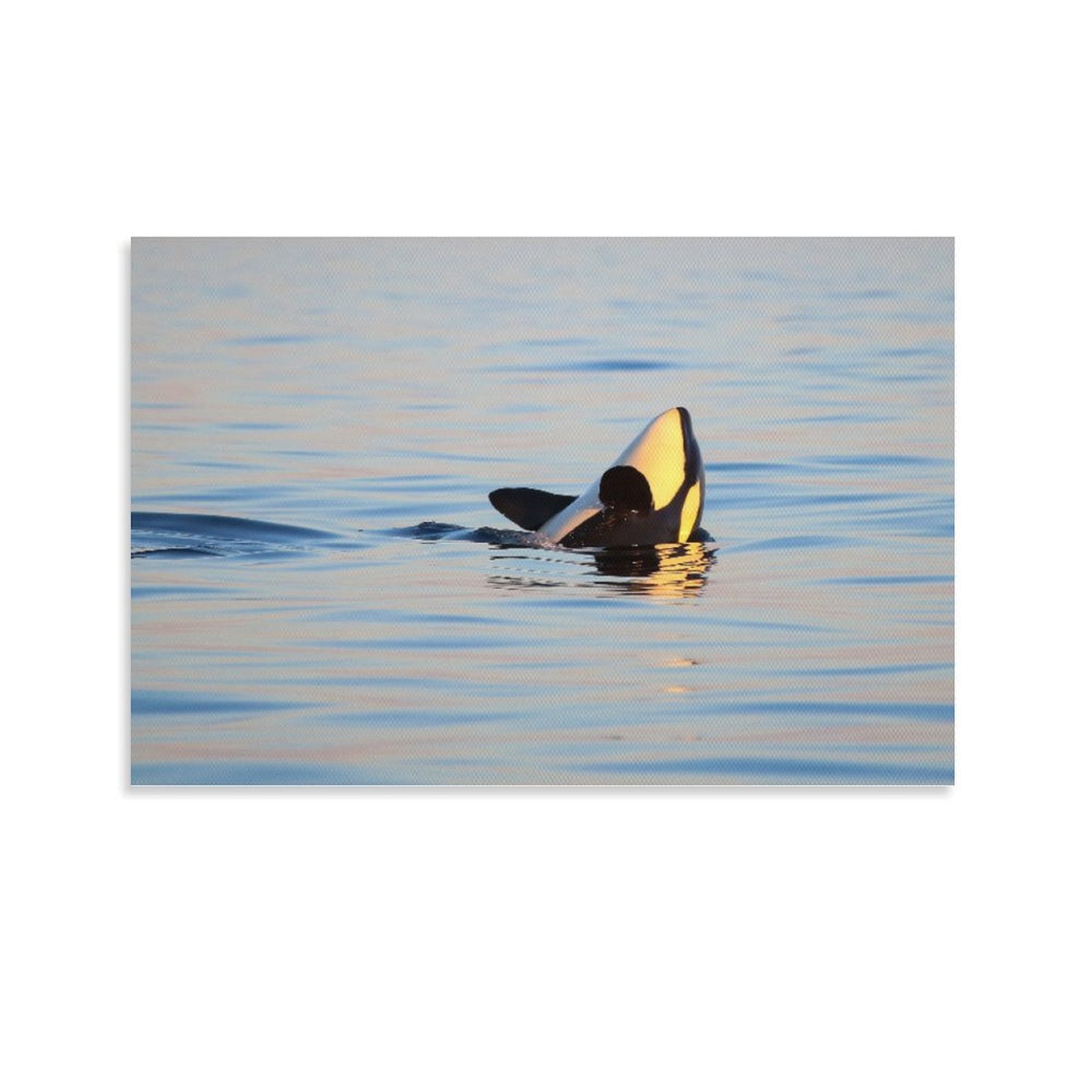 Orca Canvas Art Poster And Wall Art Picture Print Modern Family Bedroom ...