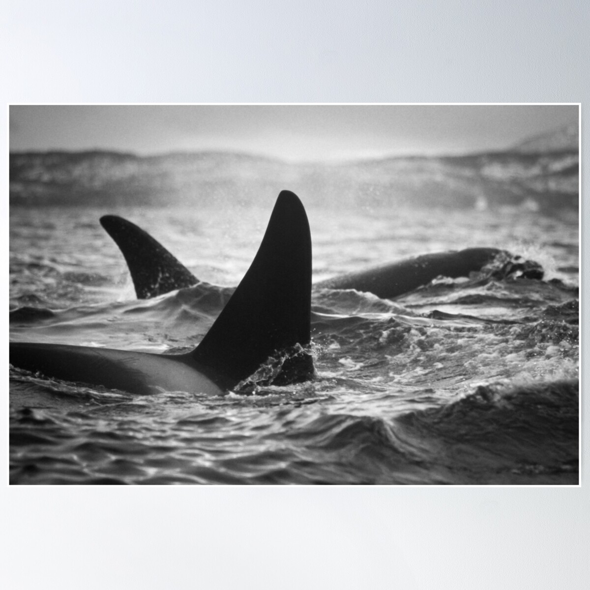 Orca Crossing - Tysfjord, Norway Poster Wall Art, Modern Wall Decor For ...