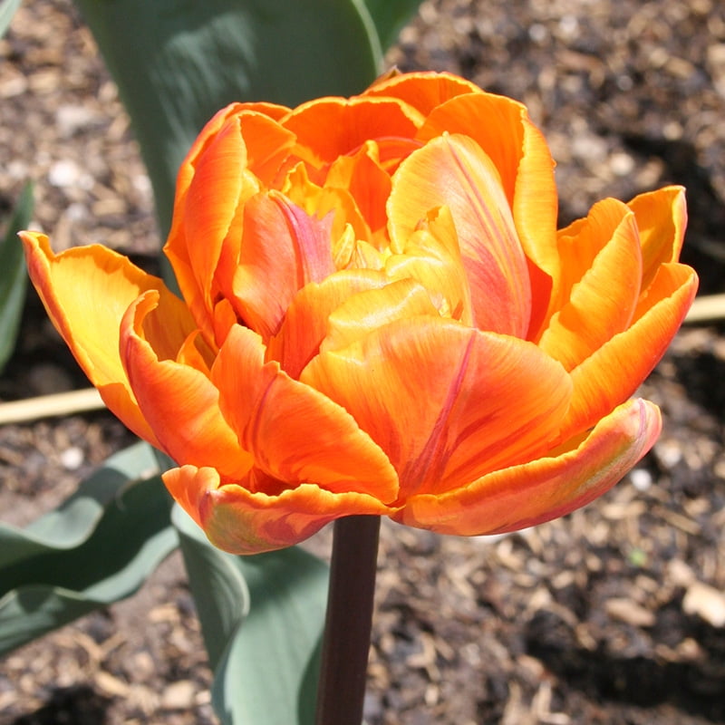 Orca Double Tulips Flower Bulbs - 10 Bulbs per Pack - Good as Cut ...