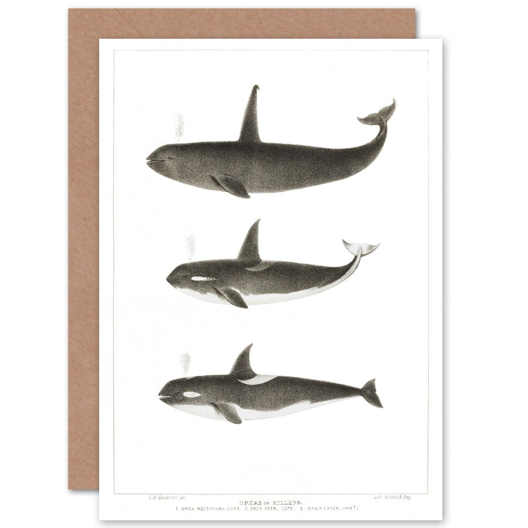 Orca Killer Whales Greetings Card Plus Envelope Blank inside - Walmart.com