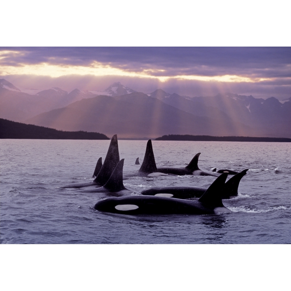 Orca Pod In Lynn Canal W/Sunrays On Chilkat Mtn Ak Se Summer Evening ...