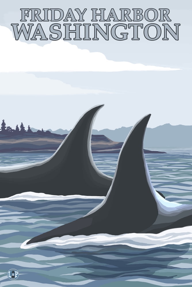Orca Whales #1, Friday Harbor, Washington (16x24 Giclee Gallery Art ...