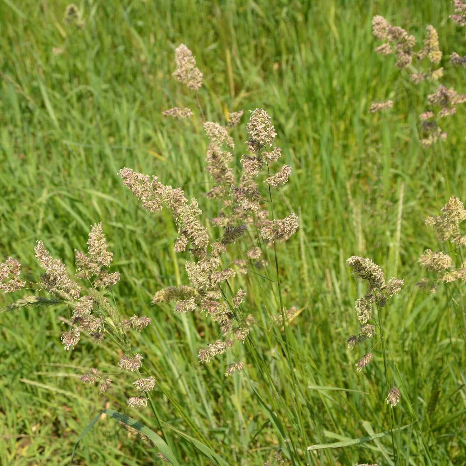Orchard Grass Seesd for Planting - Potamac Orchardgrass (8 Ounces ...