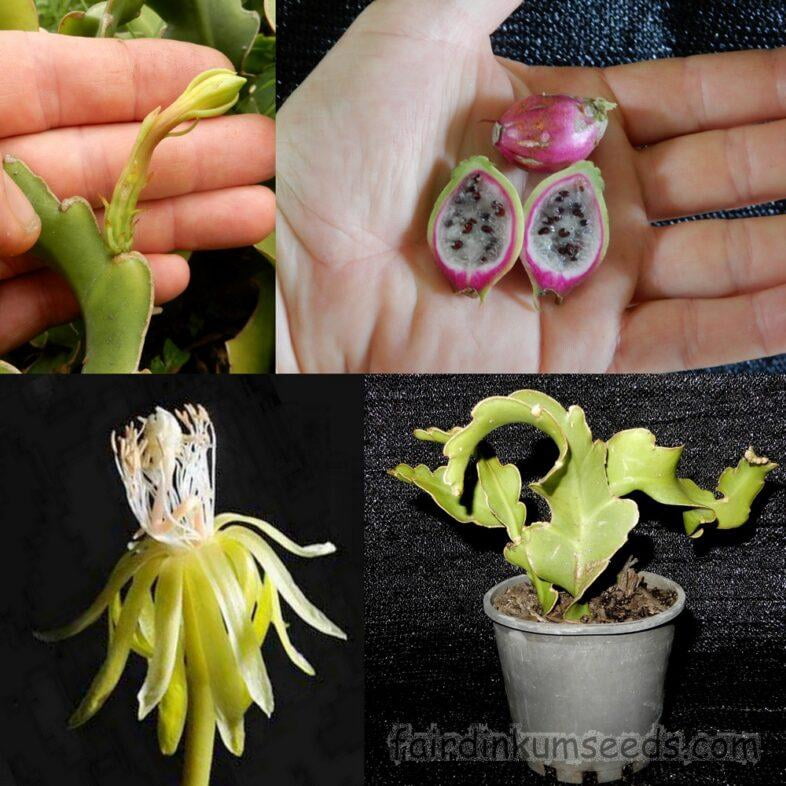 Orchid Cactus 'Curly Sue'–Epiphyllum monstrosa–Unique indoor plant 6 ...