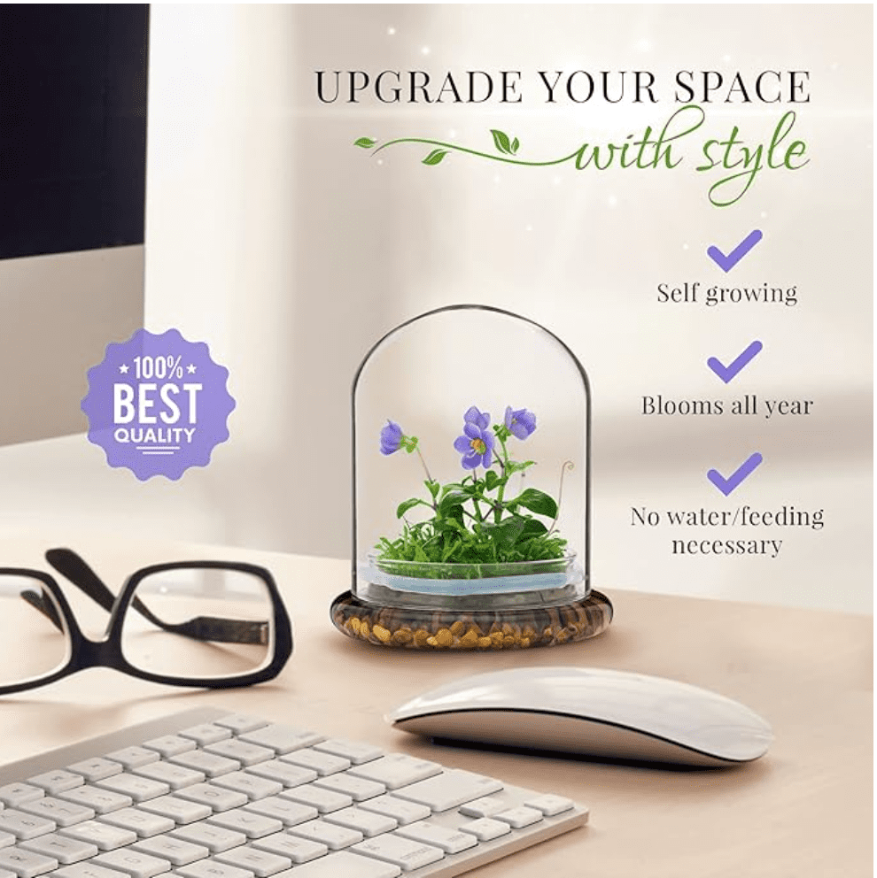 Persian Violet (Exacum Affine) with Sundew Moss terrarium - Walmart.com