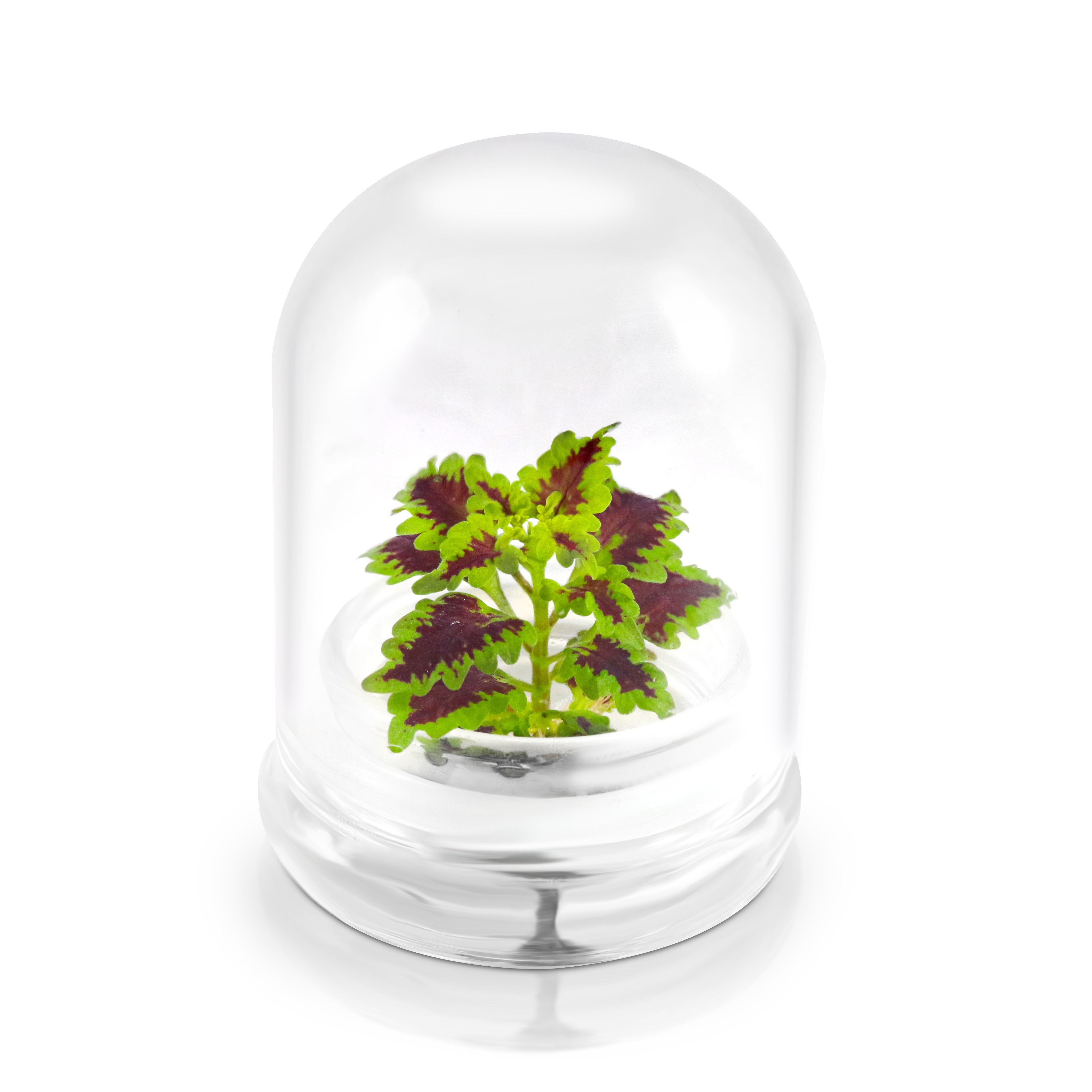 Orchid Gene Miniature Coleus 3.5" Inky Fingers Live Plants in 2.5 ...