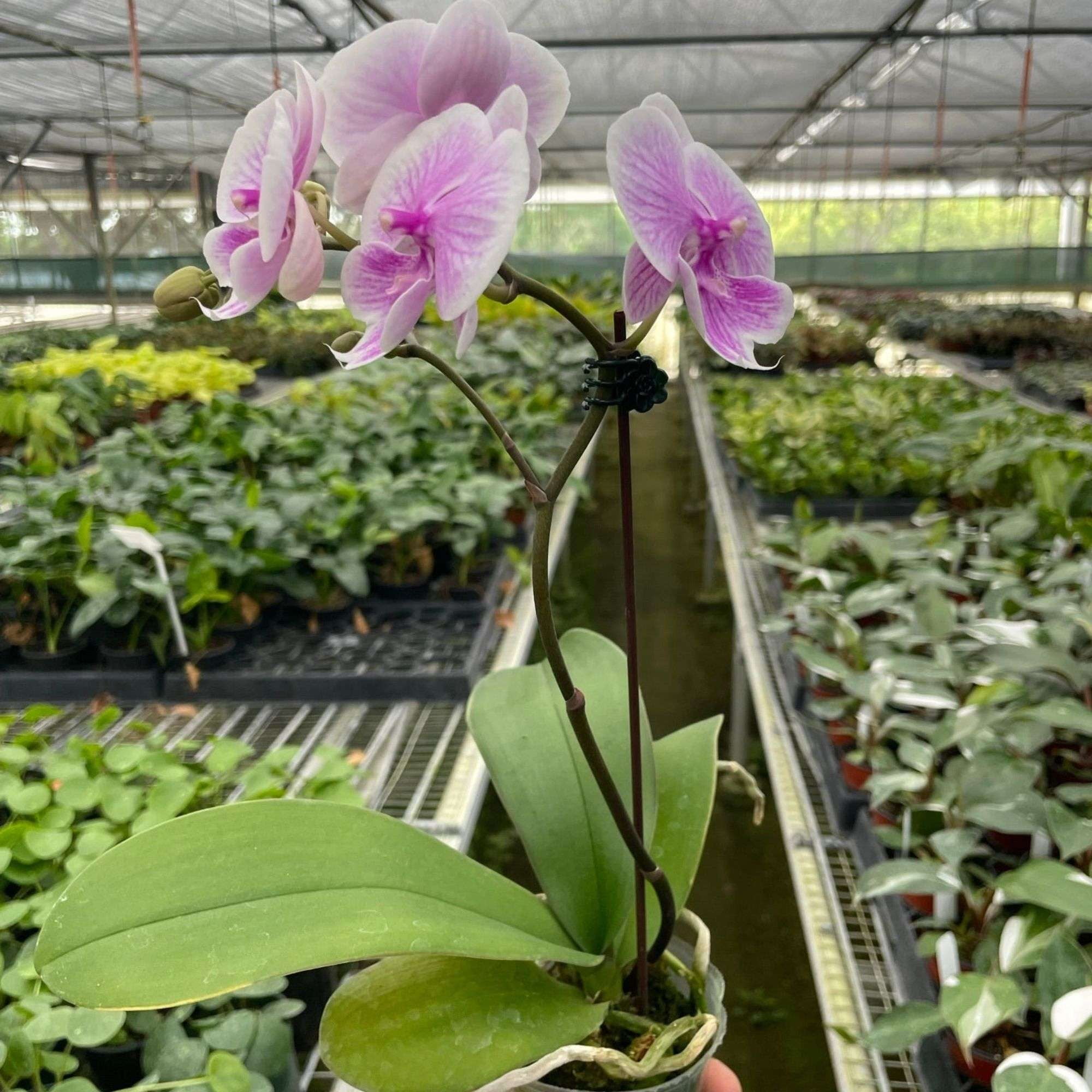 Orchid Light Pink Phalaenopsis Live Plant for Indoor | Different ...