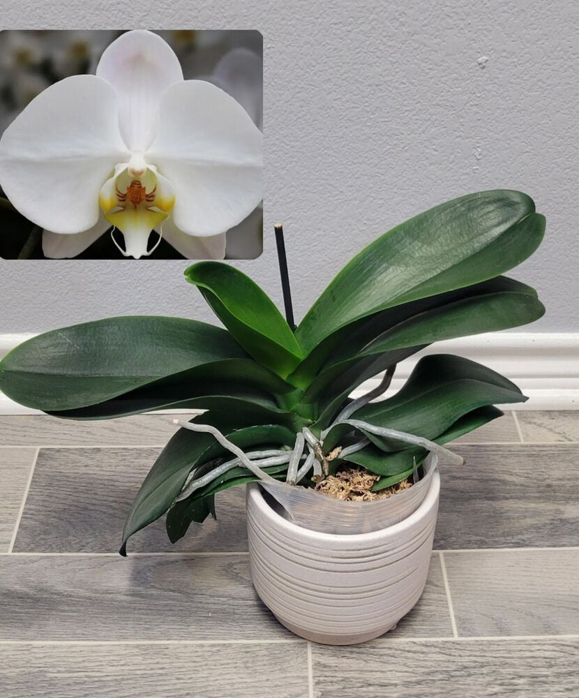 Orchid Phalaenopsis Non-ID'd *Live Plant* in 5 inch pots *NOT in bloom ...