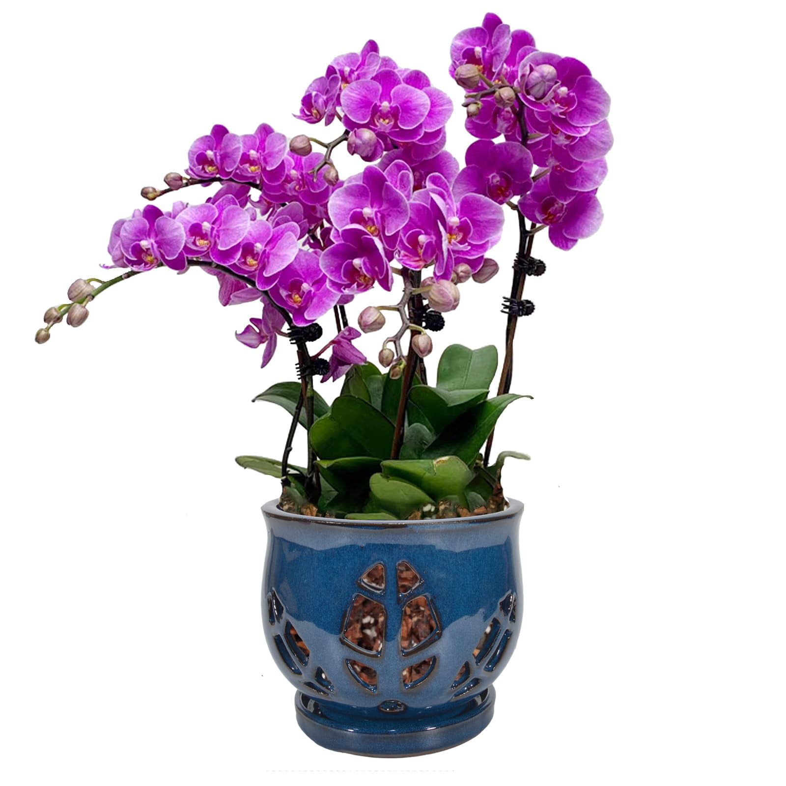 W&W Orchid Pot with Holes and Saucer for Orchid Repotting and Better ...