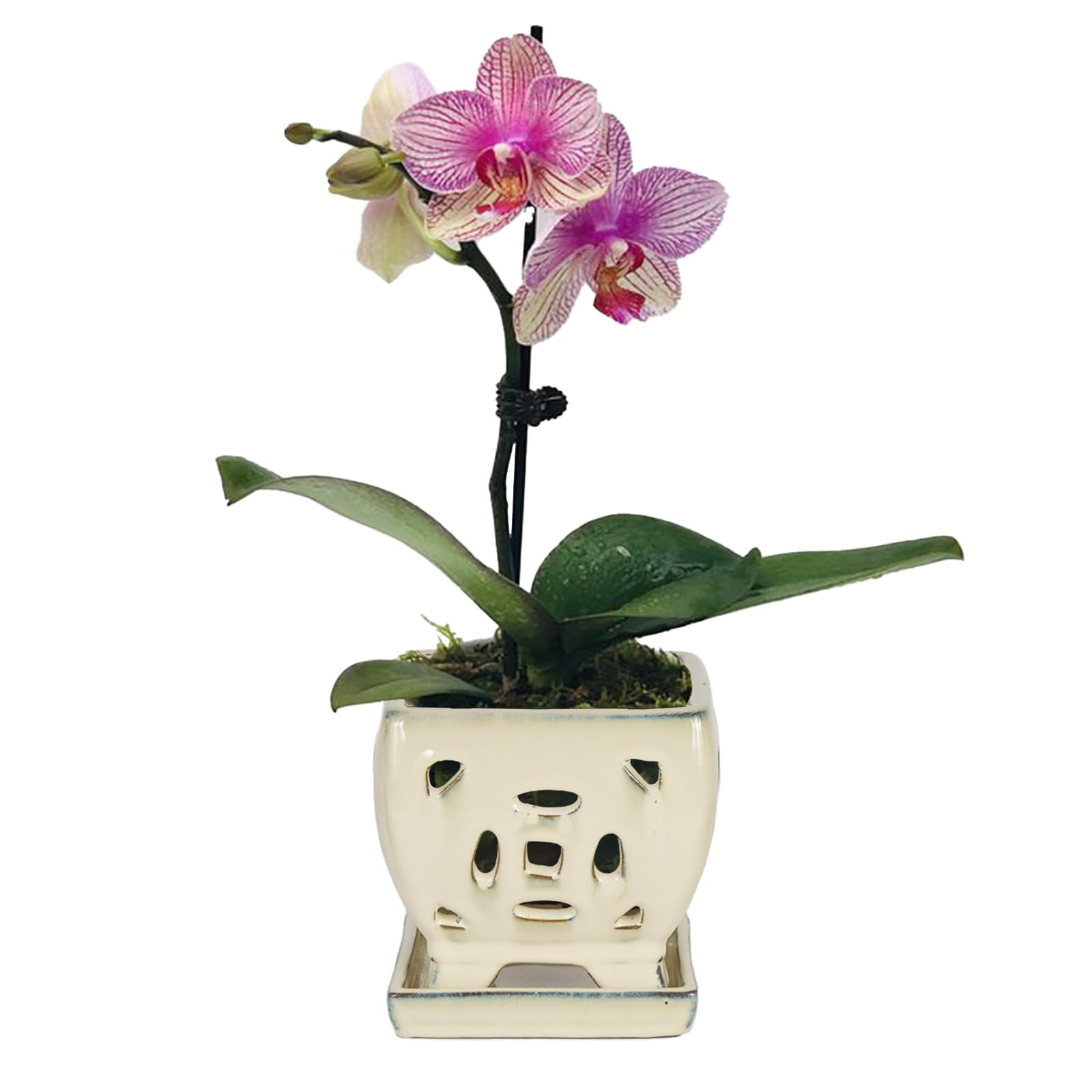 W&W Orchid Pot with Holes and Saucer for Orchid Repotting and Better ...