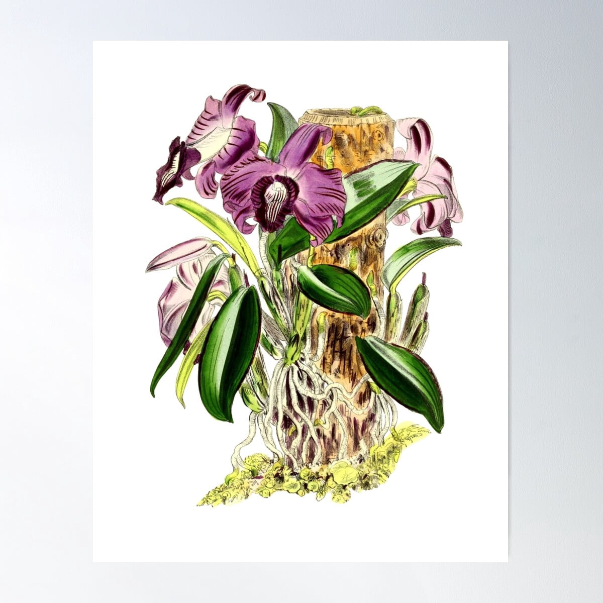 Orchid Pumila Dayana Poster Wall Art, Modern Wall Decor For Living Room ...