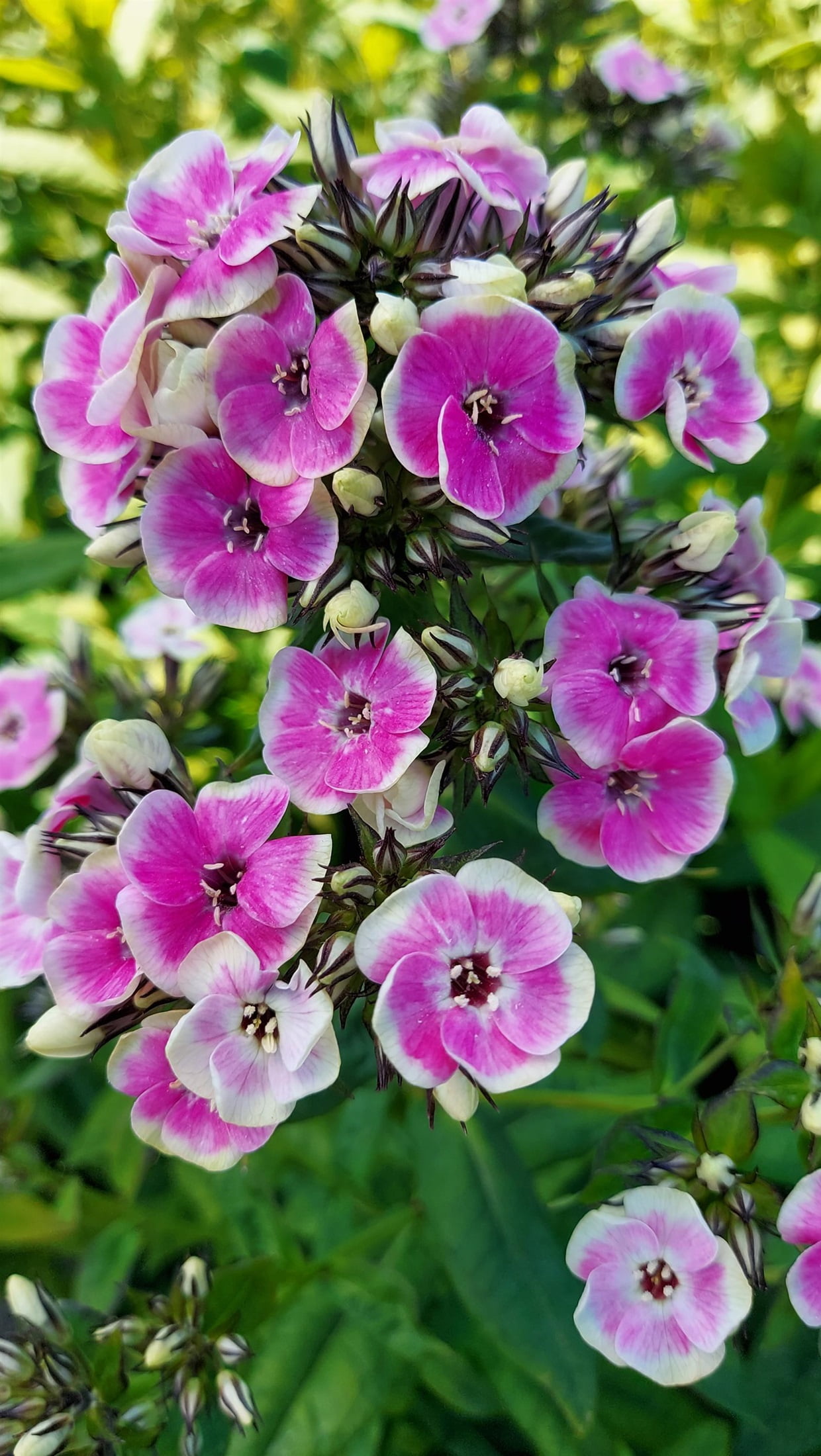 Orchid Yellow Phlox paniculata - Perennial - 4" Pot - Walmart.com