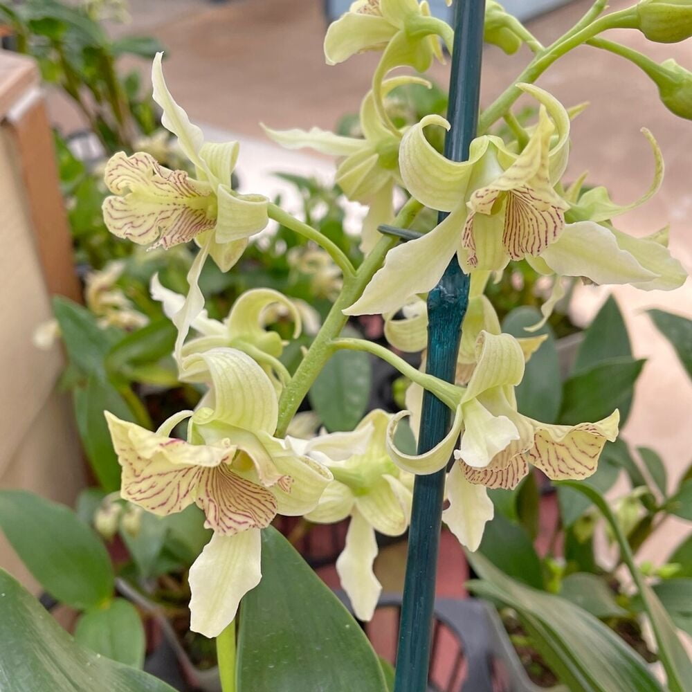 Orchid plant Dendrobium Mini Snowflake x Joyce Kelly Blooming size ...