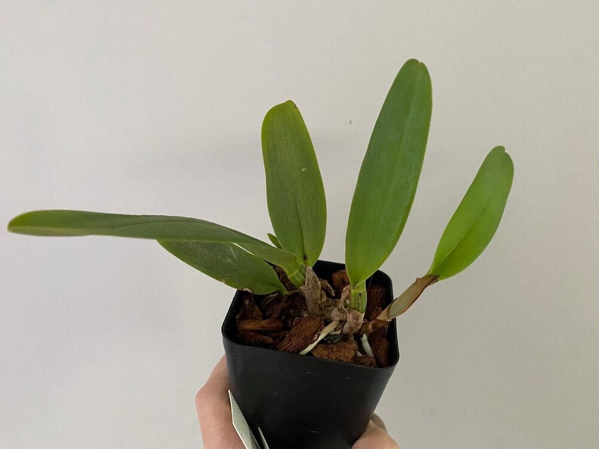 Orchid plant Rlc Volcano Showy 'Volcano Queen' - Walmart.com