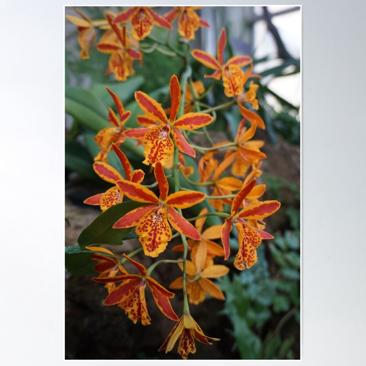 Orchids At The Botanical Gardens Poster Wall Art, Modern Wall Decor For ...