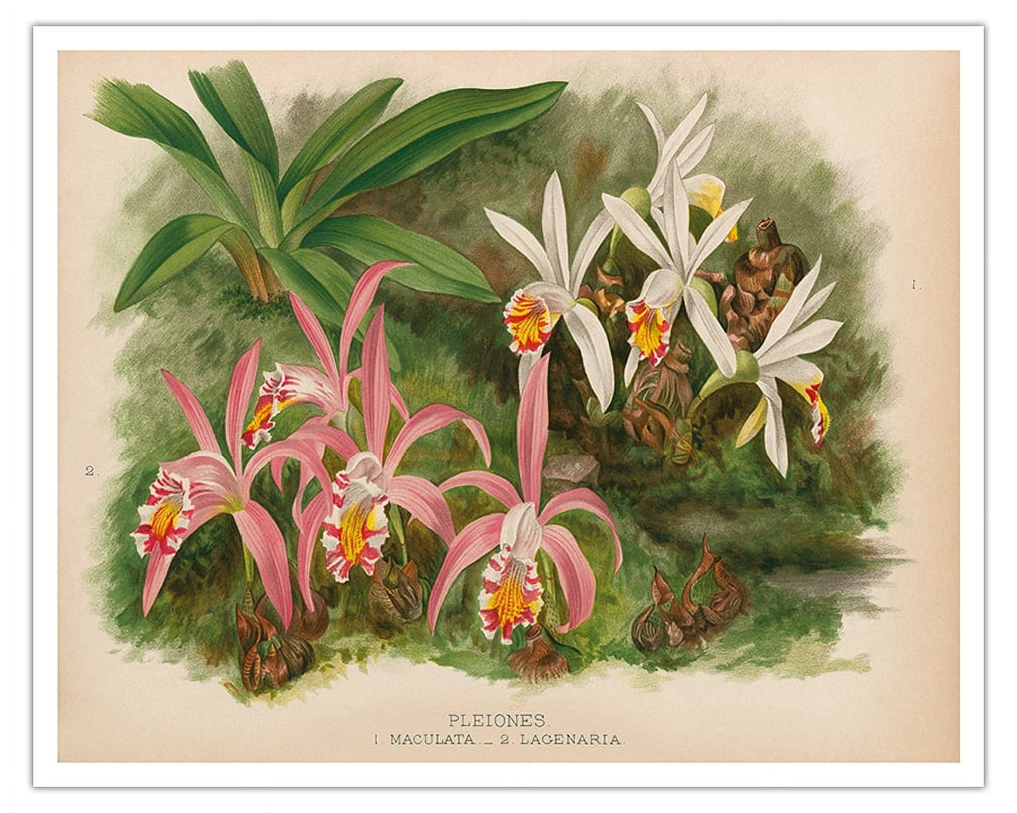 Orchids - (Pleiones Maculata and Lagenaria) - from The Orchid Album ...