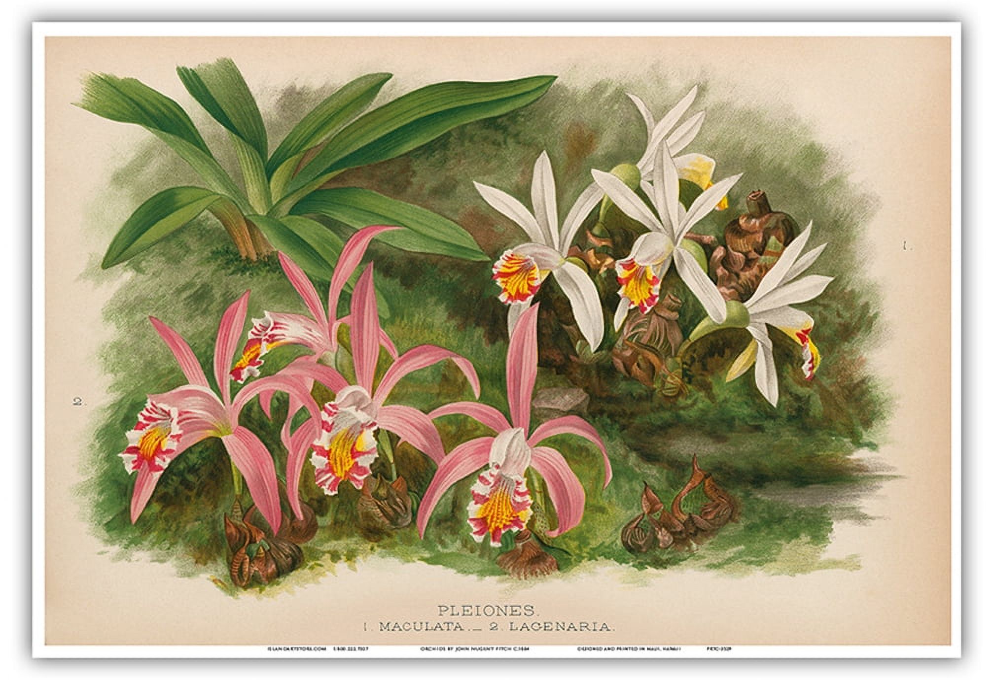 Orchids - (Pleiones Maculata and Lagenaria) - from The Orchid Album ...