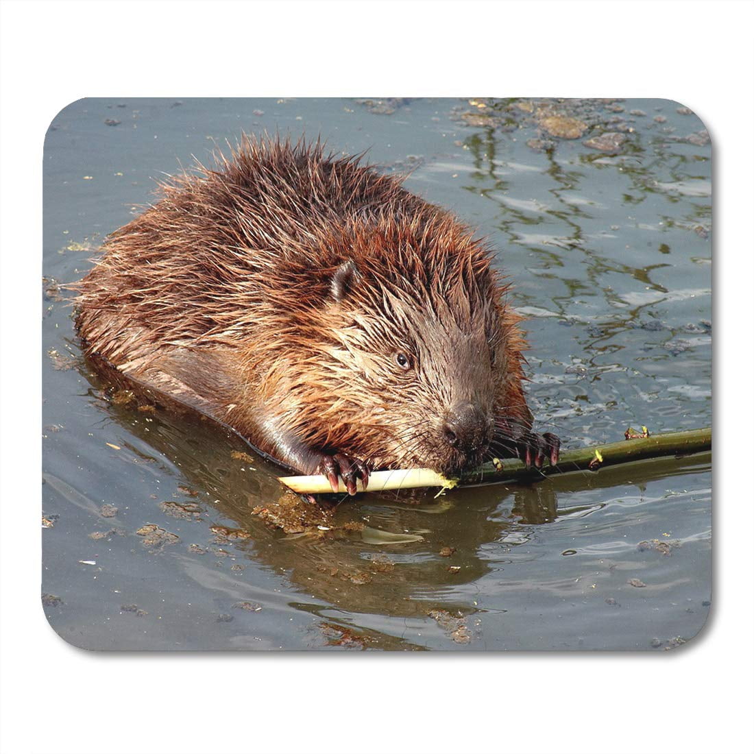 Ordinary Beaver River Latin Castor Fiber is Semi Aquatic Mousepad Mouse ...