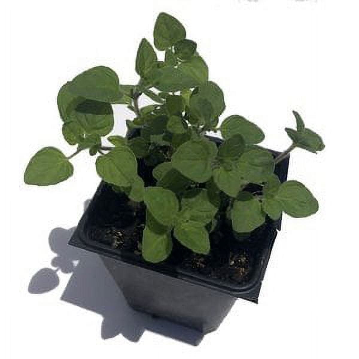 Smoke Camp CRAFTS Greek Oregano Plant, Origanum vulgare, 2.5 Inch Pot ...