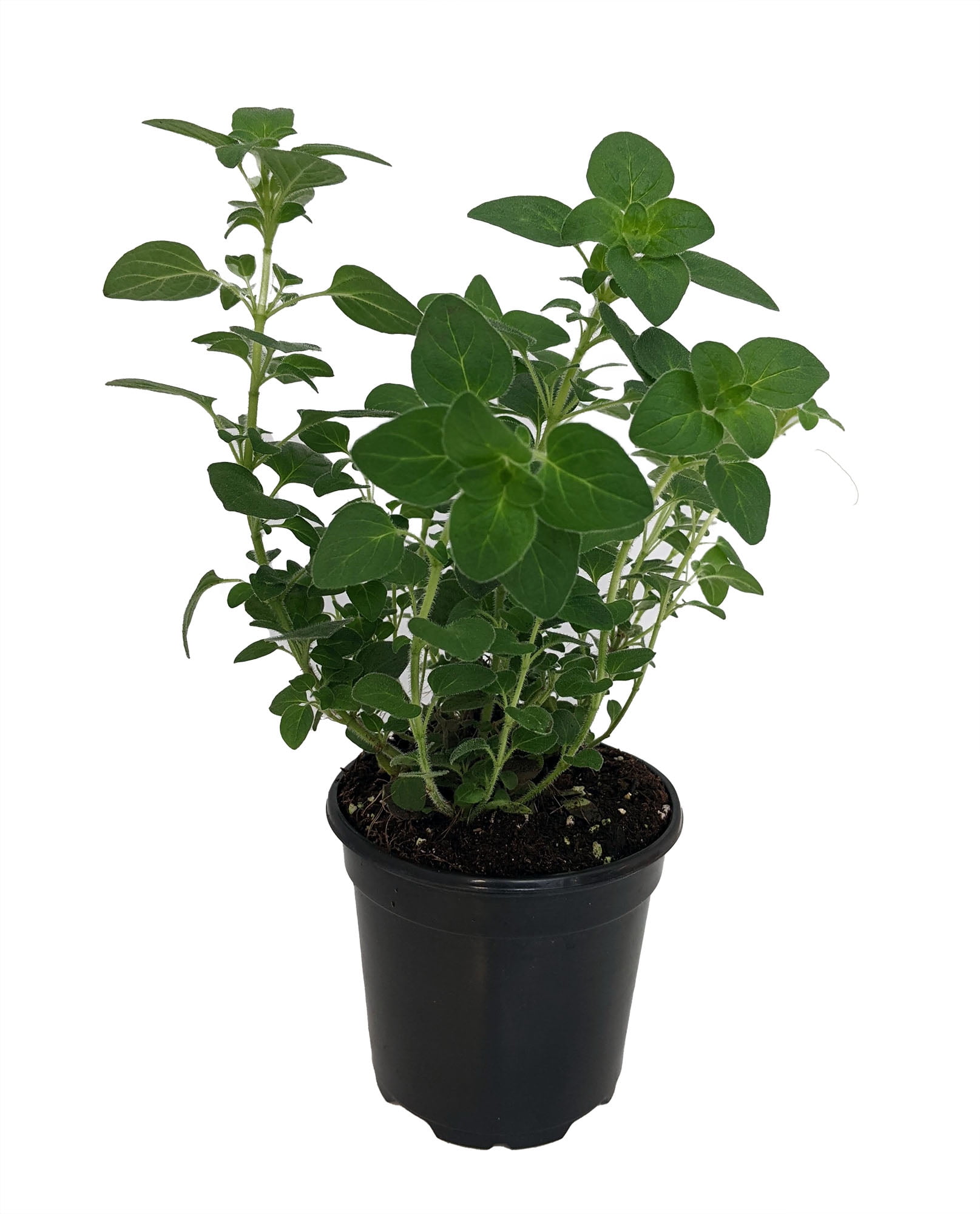 Oregano Herb Plant - 4" Pot - Organum - Live Plant - Walmart.com