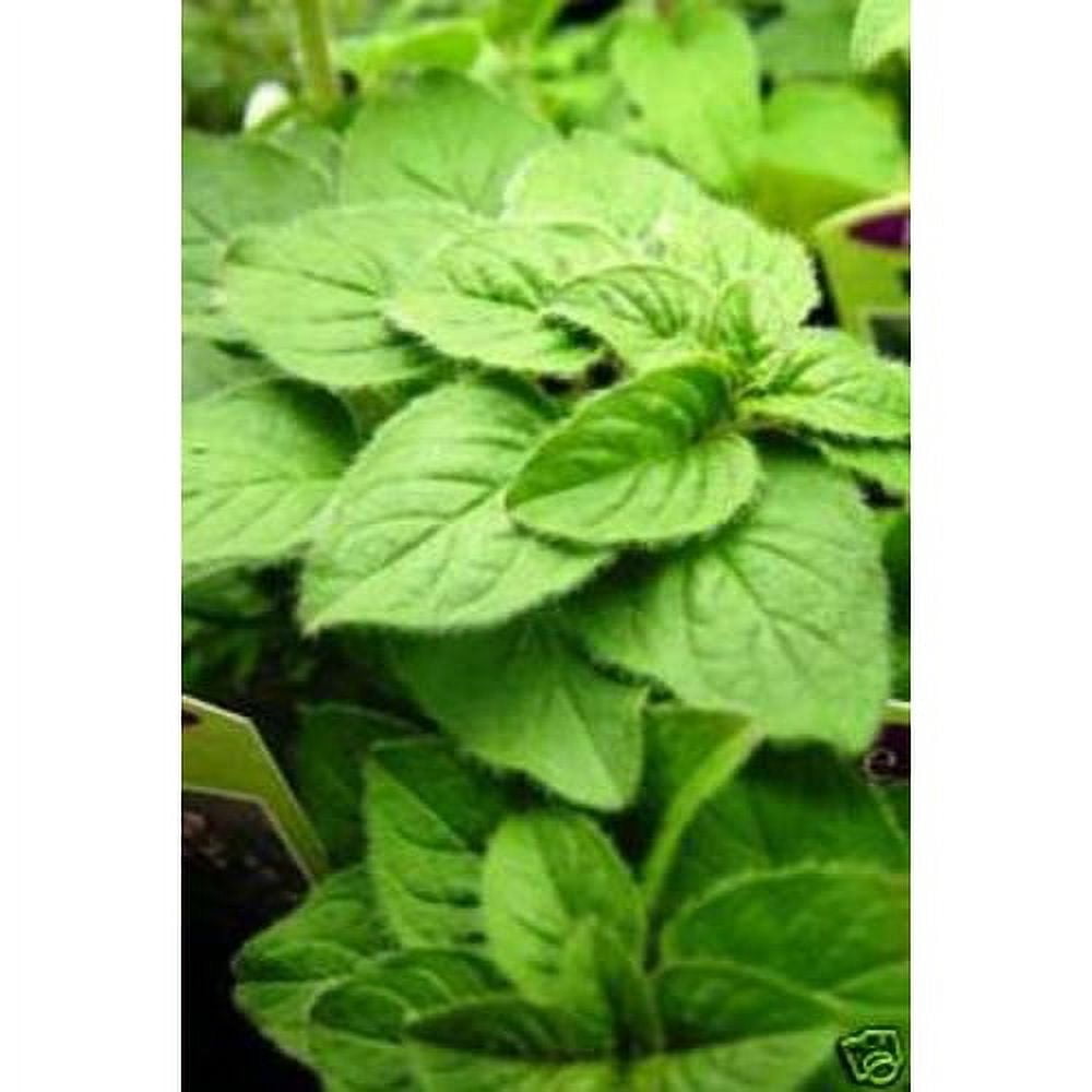 Oregano Italian BULK 20,000 Great Garden Herb - Walmart.com